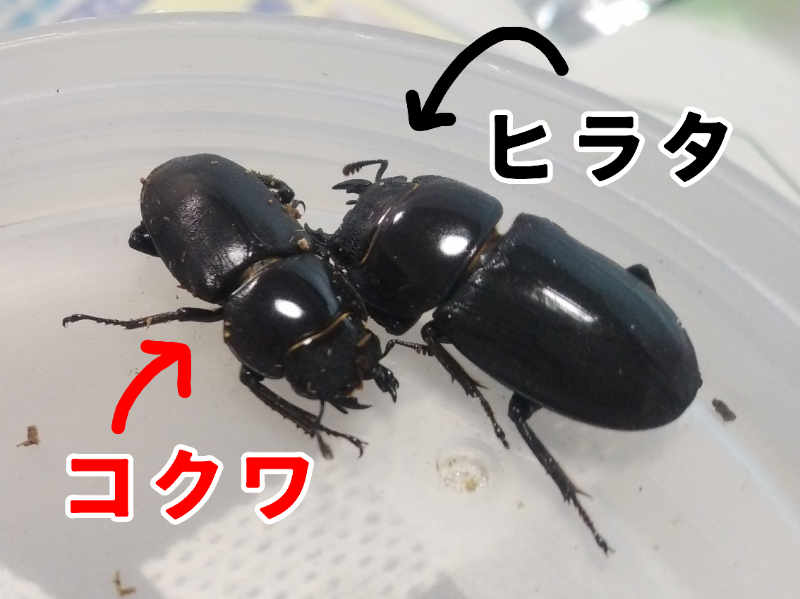 神奈川県のヒラタクワガタ＆コクワとの比較判別！（2023/5/19） | メダカは語らない（メダカブログ）