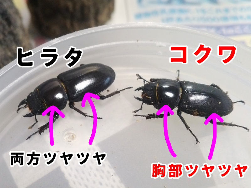 神奈川県のヒラタクワガタ＆コクワとの比較判別！（2023/5/19） | メダカは語らない（メダカブログ）