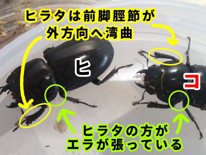 神奈川県のヒラタクワガタ＆コクワとの比較判別！（2023/5/19） | メダカは語らない（メダカブログ）